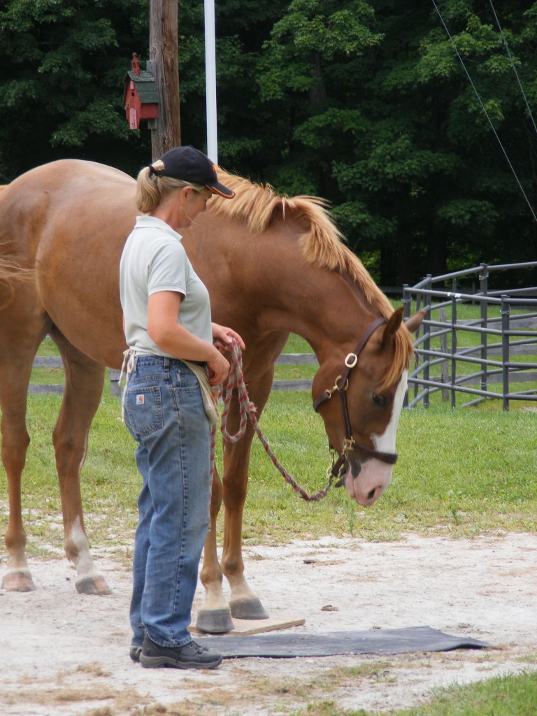 About Positive Reinforcement | Bookends Farm | Lessons, Clicker ...
